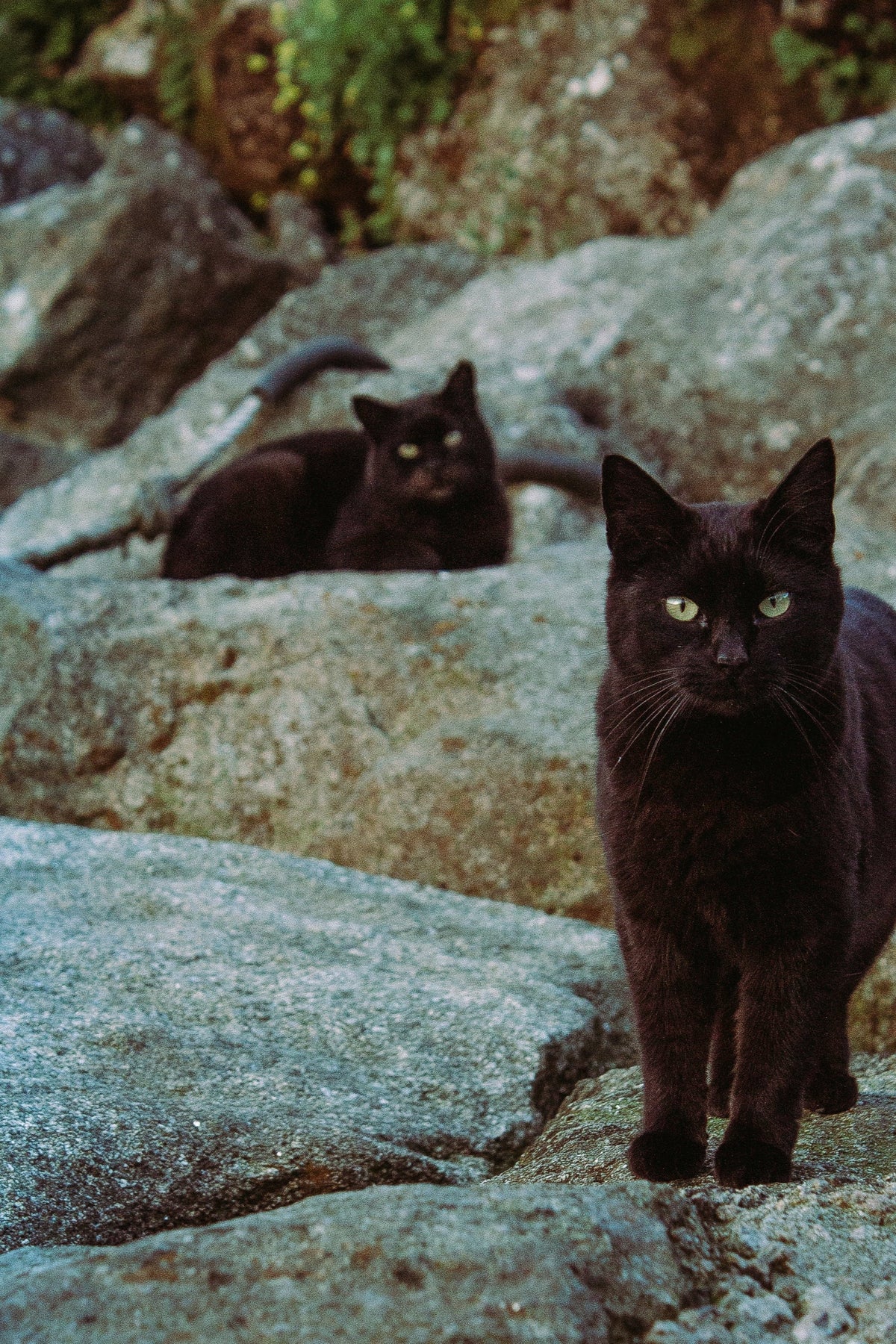 Gently Cooked Cat Food Trial Box | Clawz – Whole Food, No Subscription